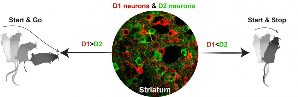New Tool Visualizes How Nerve Cells Control Movement in Parkinson's